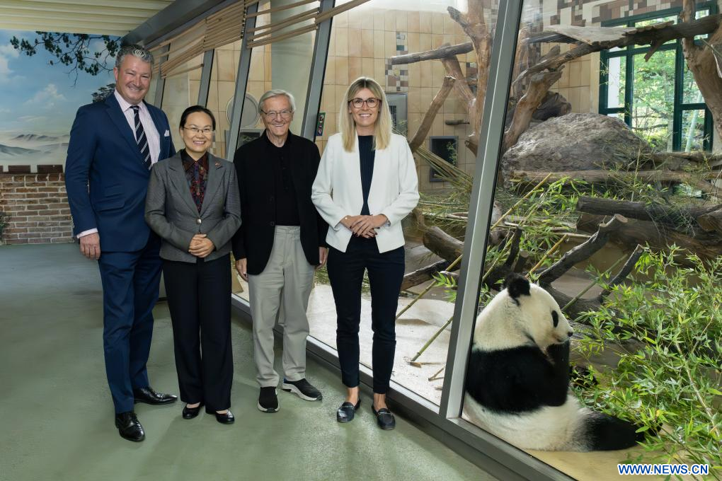 Deux pandas géants de retour en Chine depuis l'Autriche - Xinhua ...